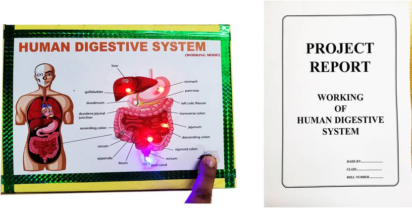 ONTEX ELECTRONICS Digestive System Biology Working Model Educational ...