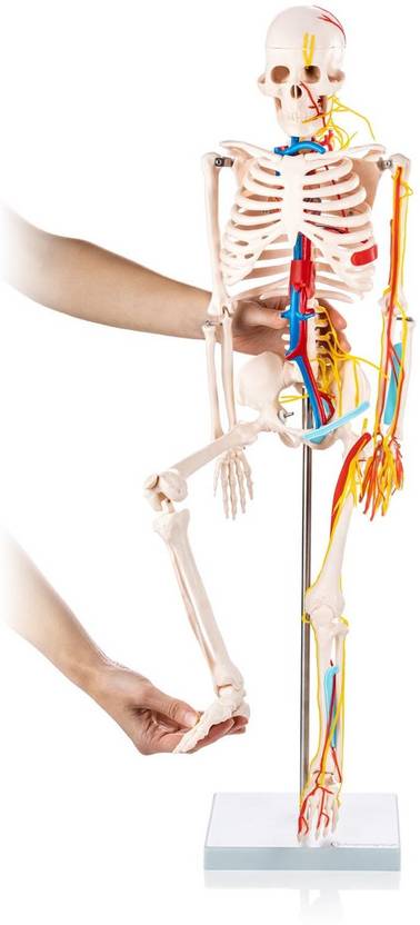 indian skin care Human Skeleton Model with Nerves and Blood Vessels 80 ...