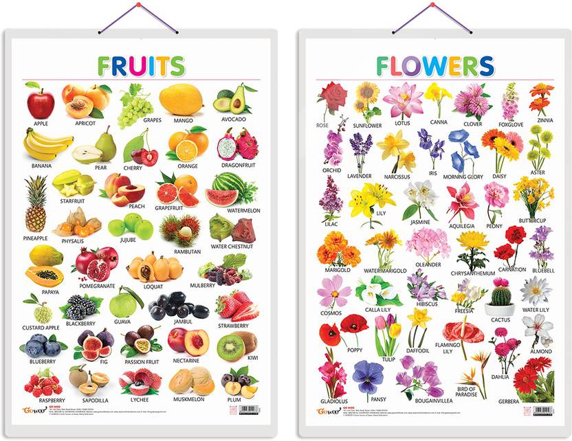 GO WOO Pack of 2 Fruits and Flowers Educational charts with Lamination ...