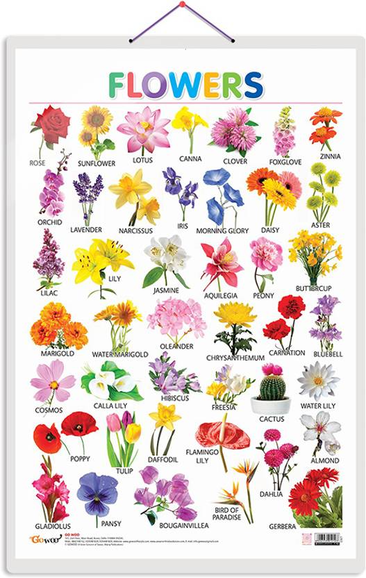 Flowers Early Learning Educational Chart for Kids | 20"X30" inch |Non ...
