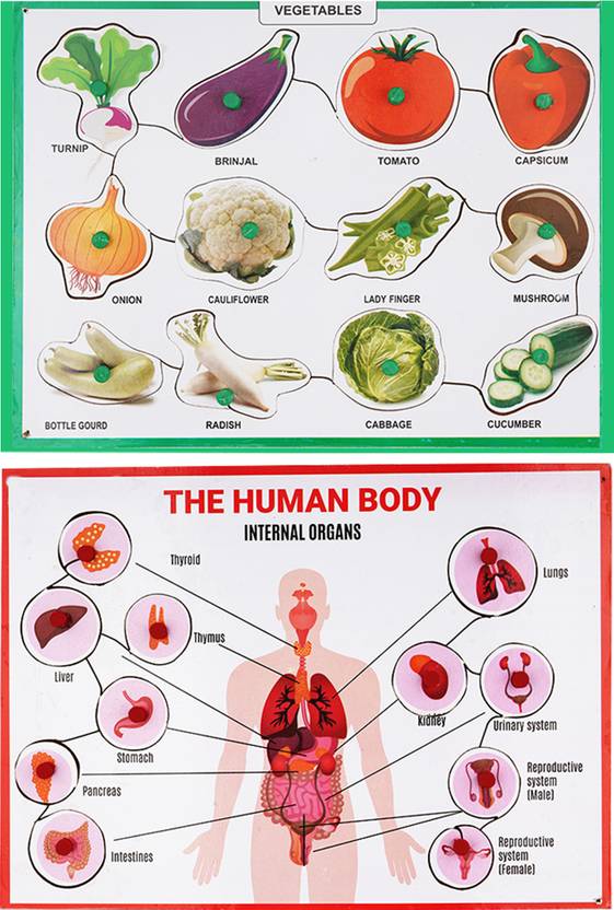 moreyaji Vegetables and Human Internal Organs Learning puzzle ...