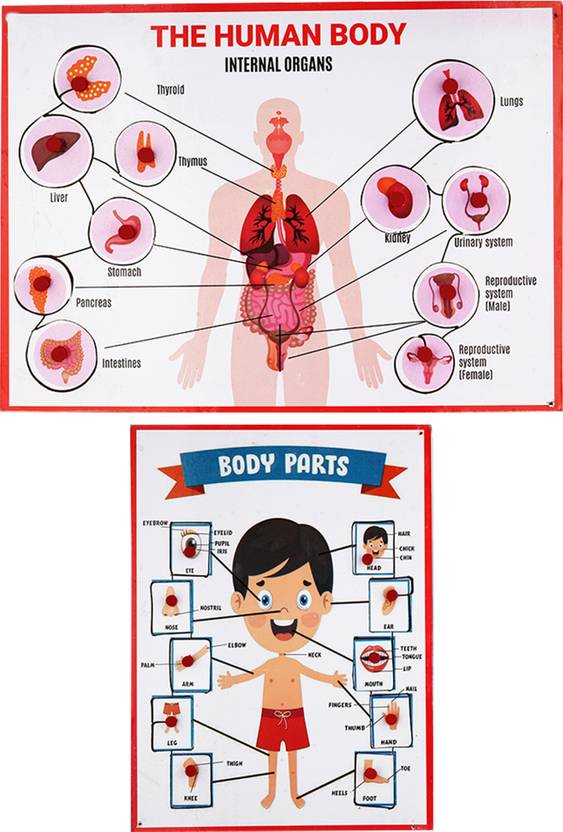 moreyaji Human Internal Organs and Body Parts Puzzle Picture ...