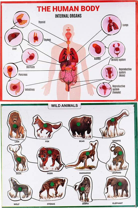 moreyaji Wooden Human Internal organs and Wild animals Puzzles with ...