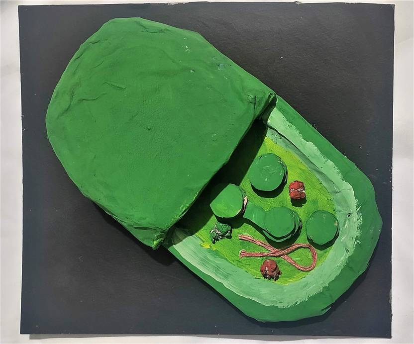 the craft gurus Part Where Photosynthesis occurs chloroplast Model for ...