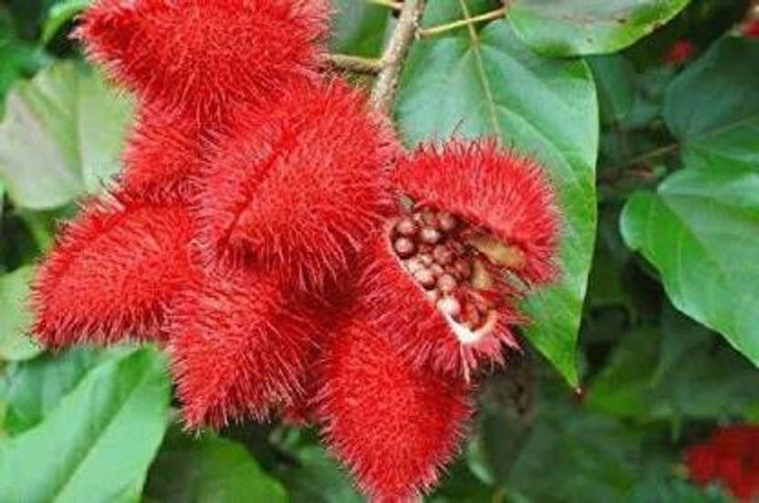 minatigreenhouse Serissa Hedge Plant Price in India - Buy ...