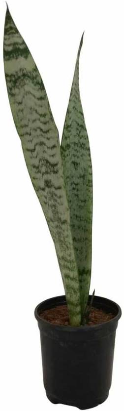 mo ghara Snake Plant Price in India - Buy mo ghara Snake Plant online ...
