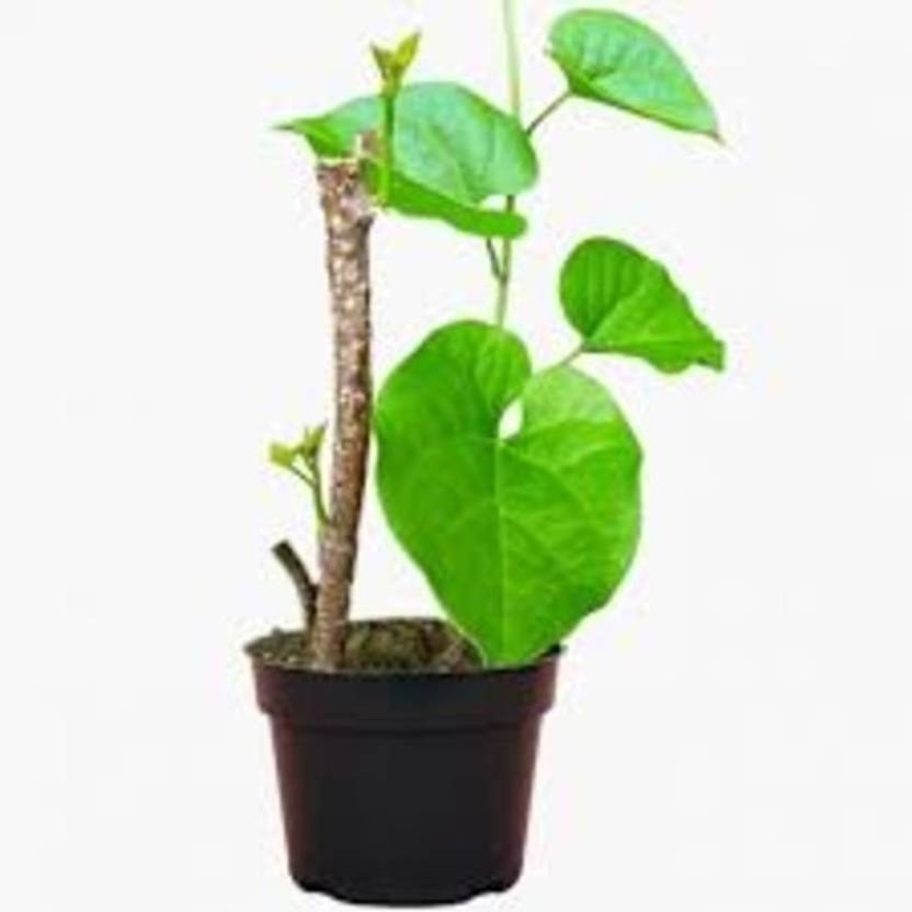 HGG Giloy Plant Price in India - Buy HGG Giloy Plant online at Flipkart.com