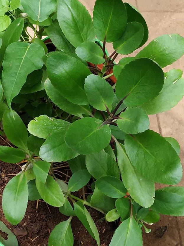 The Green Tree MART Bryophyllum Pinnatum/Patharchatta Plant Price in ...