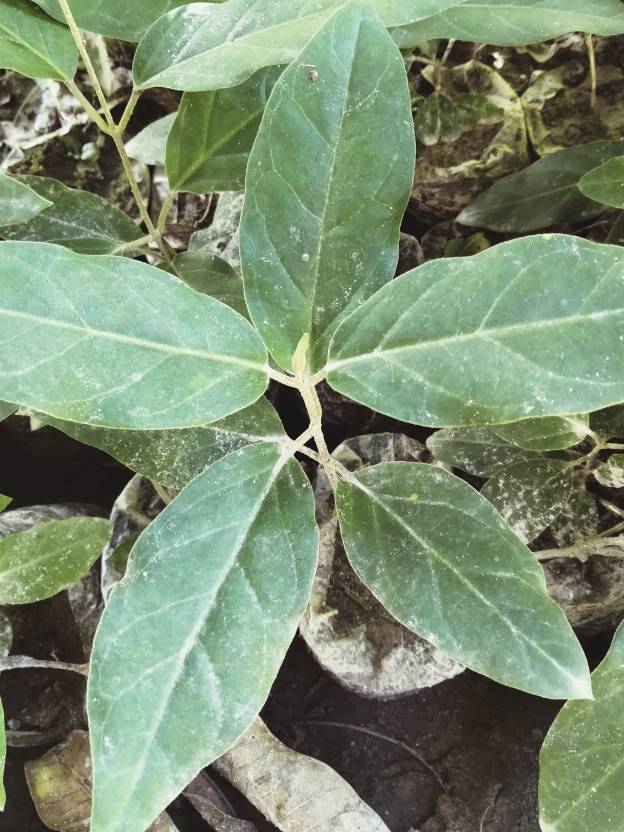 VedicNursery Elephant Creeper plant Price in India - Buy VedicNursery ...