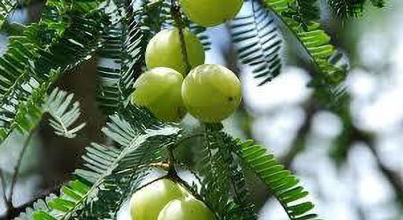 Queen Gulu Amla Plant Price in India - Buy Queen Gulu Amla Plant online ...