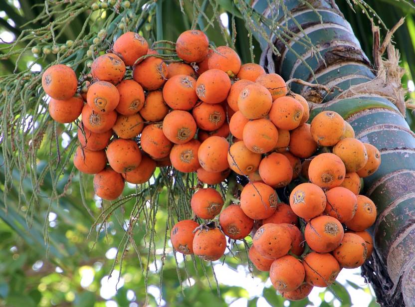 PlantsKingdom Betel Nut/Supari Plant Price in India - Buy PlantsKingdom ...