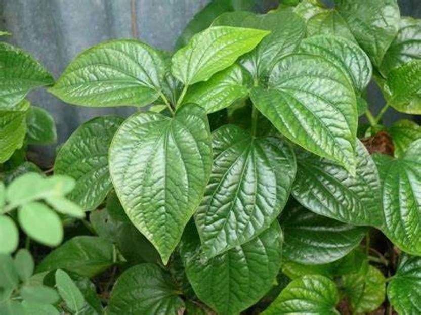 hasi plants Betel Leaf Plant Price in India - Buy hasi plants Betel ...