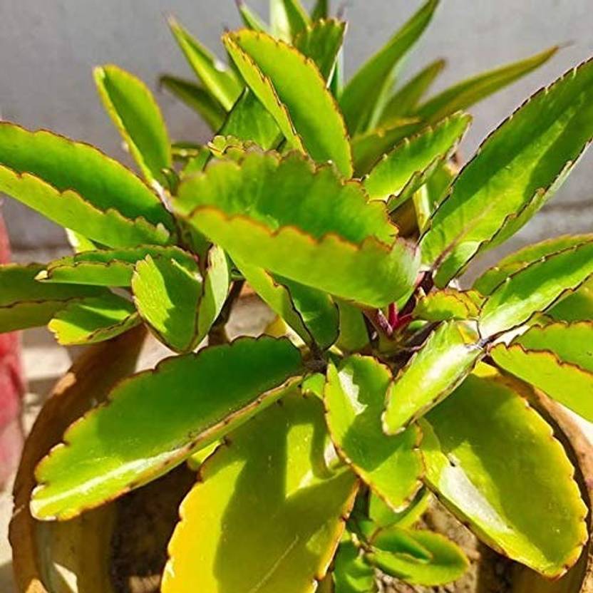 Cloud Farm Bryophyllum Pinnatum/Patharchatta Plant Price in India - Buy ...