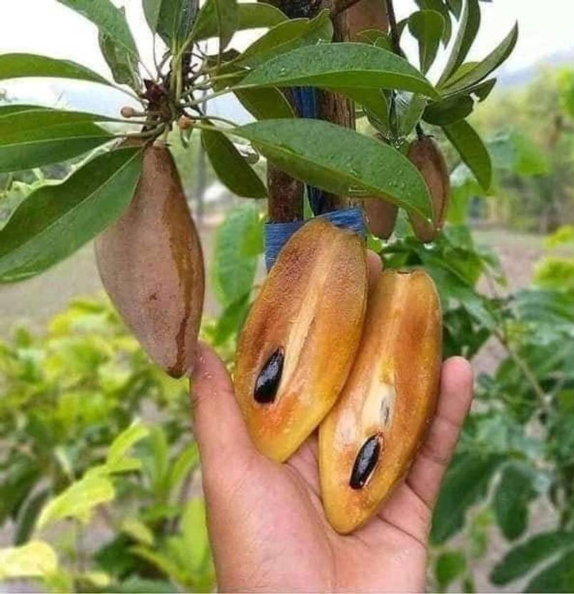 Thai All Time Grafted Chiku Plant Price in India - Buy Thai All Time ...