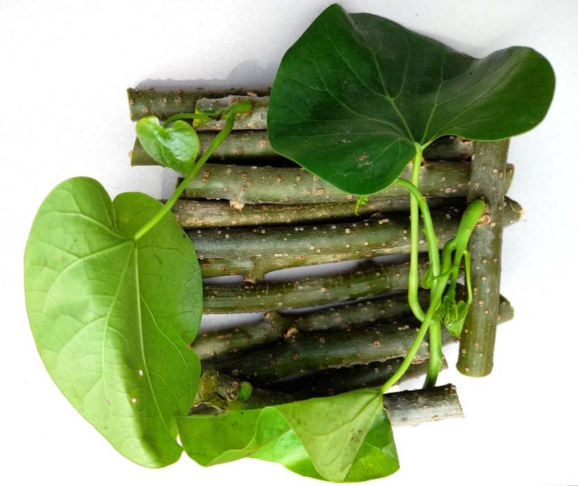 Unikpro Giloy Plant Price in India - Buy Unikpro Giloy Plant online at ...