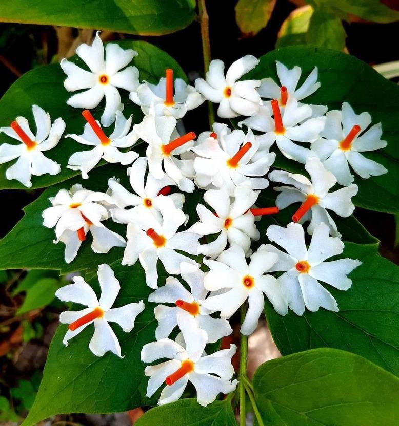 The Entacloo Parijat/Harsingar Plant Price in India - Buy The Entacloo ...