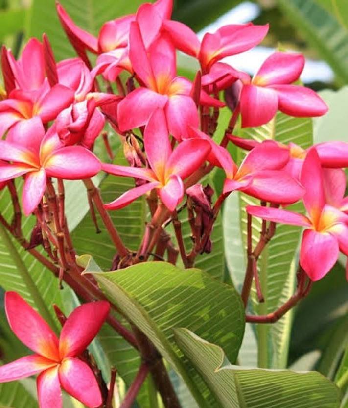 Chapa Axotic Plumeria Plant Price in India - Buy Chapa Axotic Plumeria ...