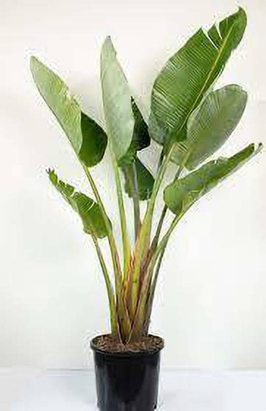 YADRA Bird of Paradise Plant Price in India - Buy YADRA Bird of ...