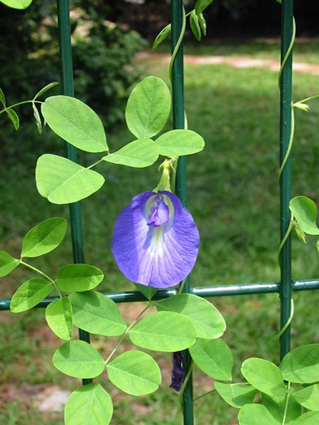 Cloud Farm Aparajita/ Butterfly Pea Plant Price in India - Buy Cloud ...