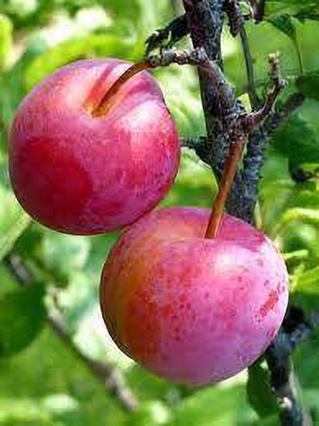 YADRA Aloo Bukhara/Plum Plant Price in India - Buy YADRA Aloo Bukhara ...