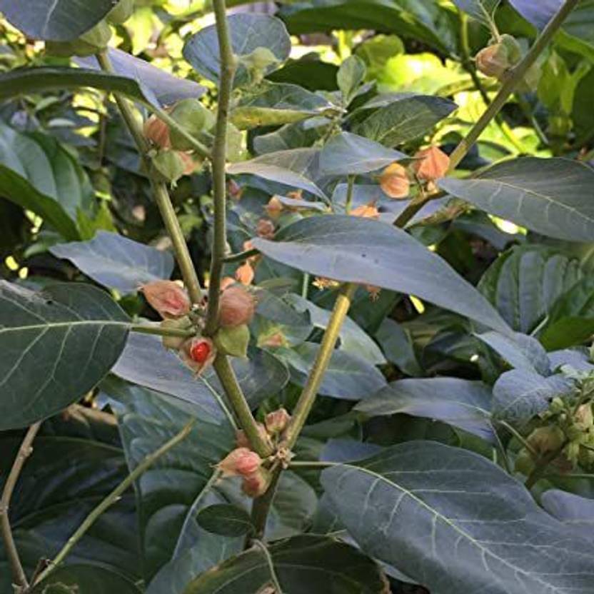 Cloud Farm Ashwagandha/Indian Ginseng Price in India - Buy Cloud Farm ...