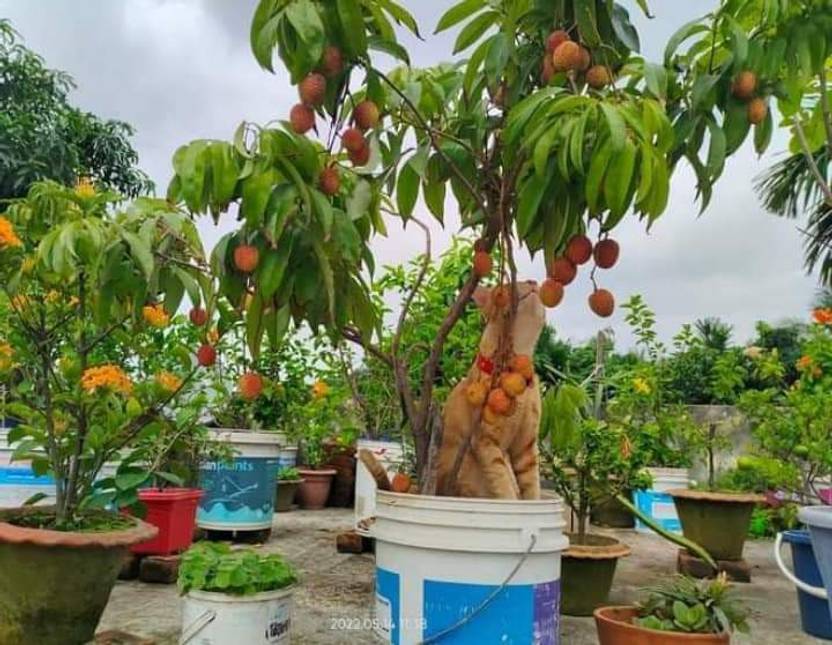 Cloud Farm Litchi Plant Price in India - Buy Cloud Farm Litchi Plant ...