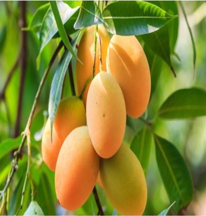 Krishna all time mango plant Mango Plant Price in India - Buy Krishna ...