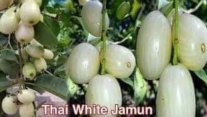 Thai Axotic Grafted Jamun Plant Price in India - Buy Thai Axotic ...