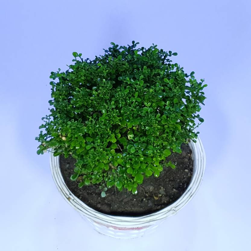 Nature House Madhu Kamini Plant Price in India - Buy Nature House Madhu ...