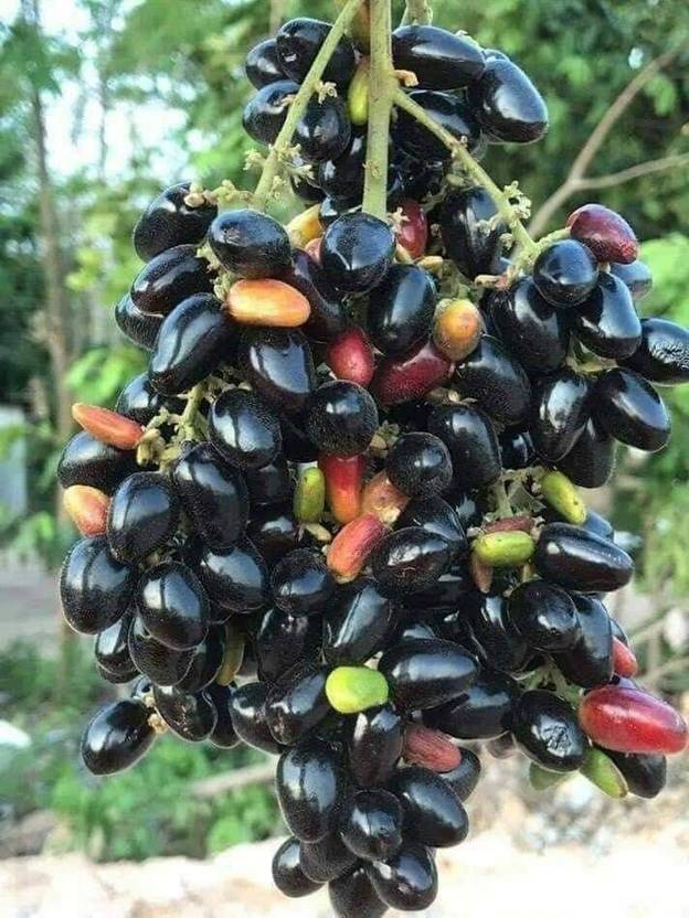 Cloud Farm Jamun Plant Price in India - Buy Cloud Farm Jamun Plant ...