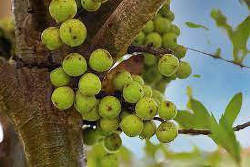 greenplanthub Gular/Cluster Fig Plant Price in India - Buy ...