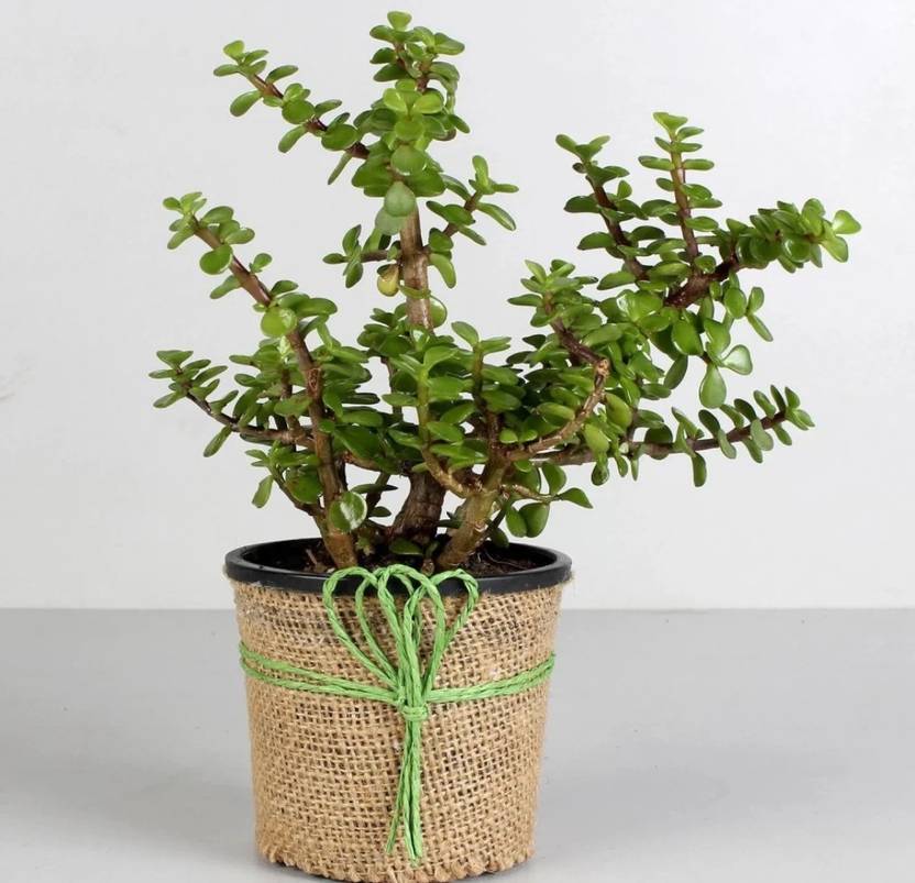 suvo nursary Jade Plant Price in India - Buy suvo nursary Jade Plant ...