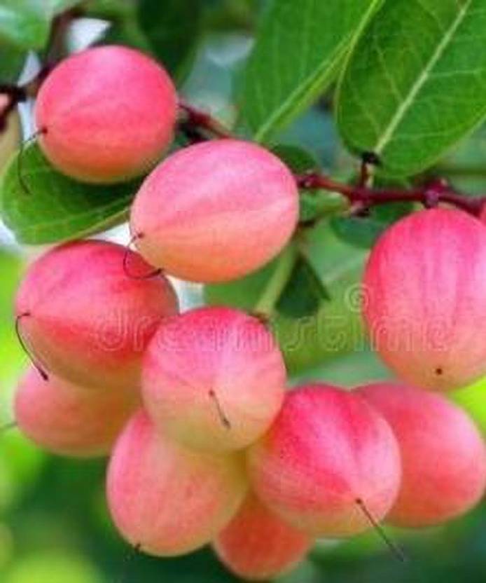 Globalplants Karonda Plant Price in India - Buy Globalplants Karonda ...