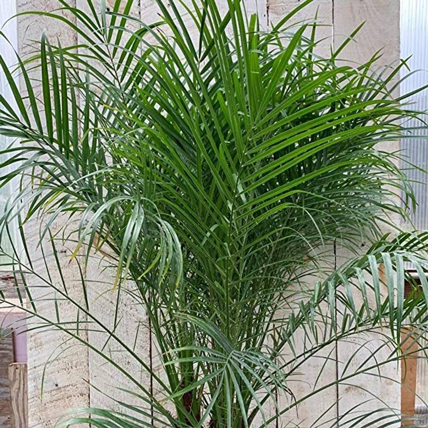 Kapebonavista Phoenix roebelenii dwarf date palm pygmy date palm plant ...