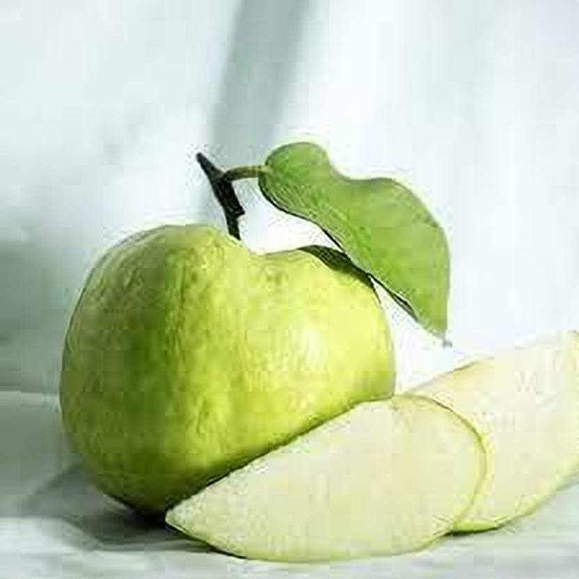 KANAYA Guava/Amrood/Amrud Fruit Plant Seed Price in India - Buy KANAYA ...