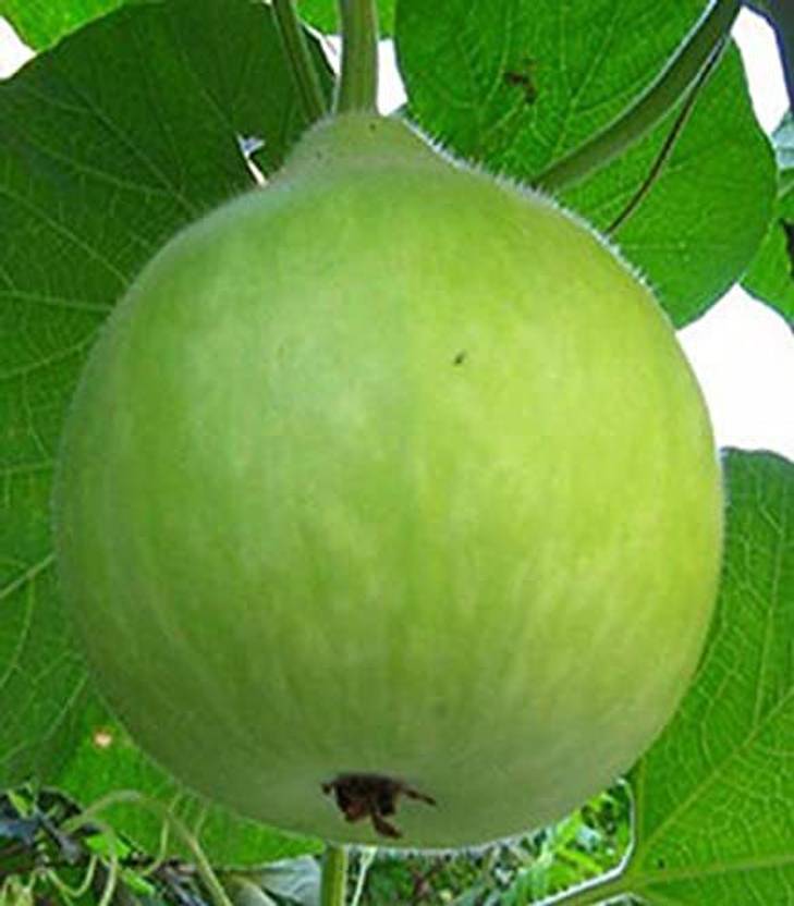 KANAYA LAW/LOWKI Round Bottle Gourd Lauki/Lau/Clabash Seed Price in ...