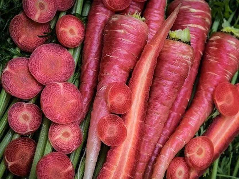 RUDAN PUSA RED CARROT Seed Price in India - Buy RUDAN PUSA RED CARROT ...
