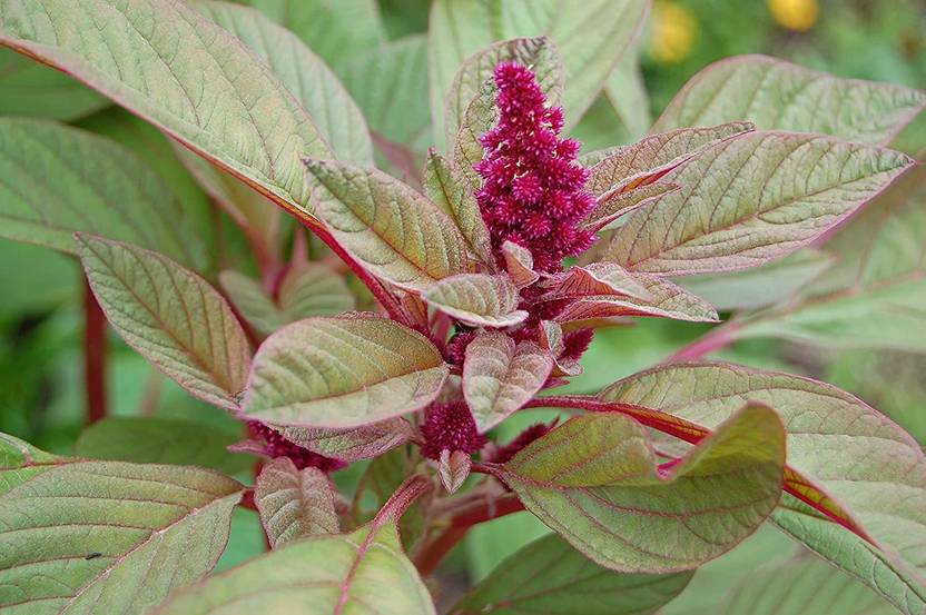 VibeX ® XLR-237 Amaranthus Viridus, Jamaican Red Callaloo Seed Price in ...