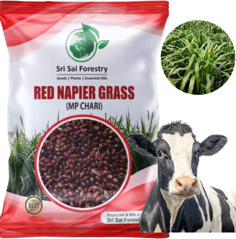 Sri Sai Forestry Red Napier Grass Mp Chari High Yield Multi Cut
