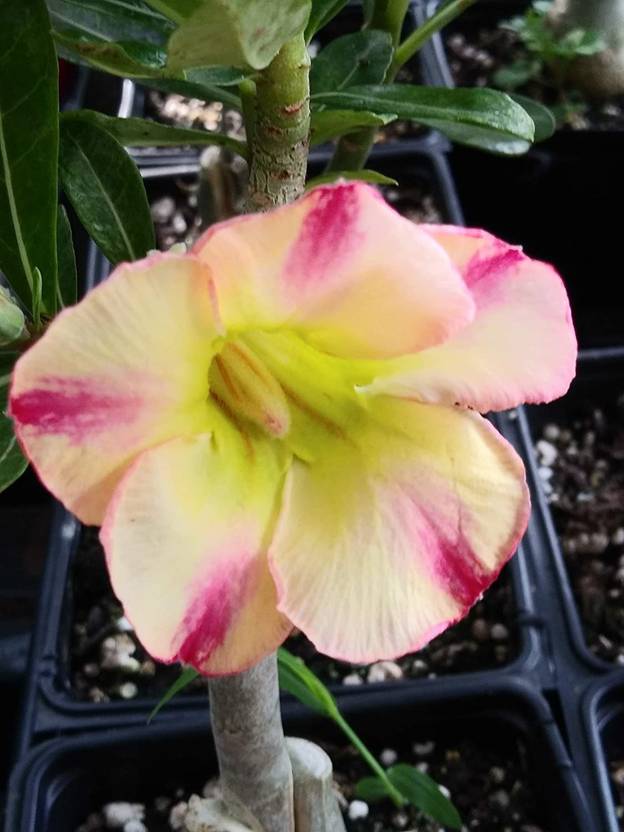 VibeX ® VMR-635 Adenium Obesum Desert Roses Rare Seed Price in India ...
