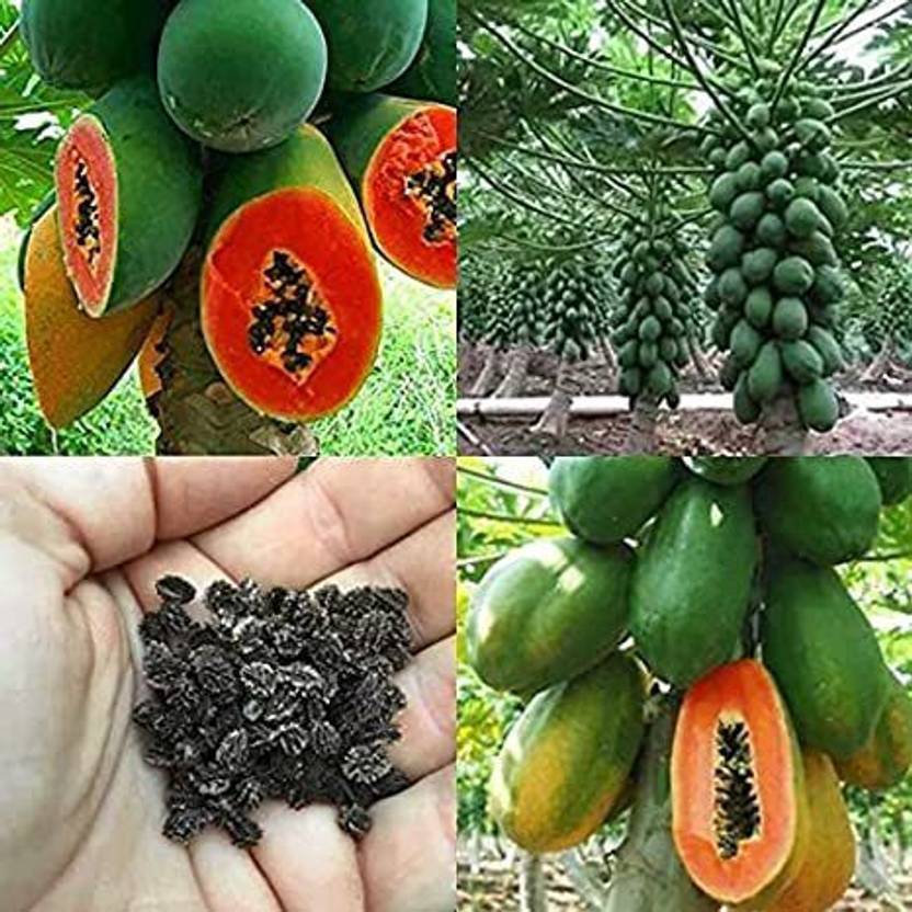 Mohomaya Papaya Seed Pusa Fruit Seed Pack of 90 Seeds-01 Seed Price in ...