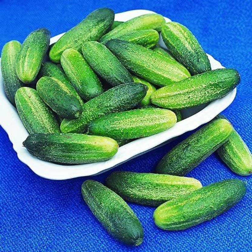 CYBEXIS Quality Gherkin Cucumber Seeds HOKUS 2000 Seeds Seed Price in ...