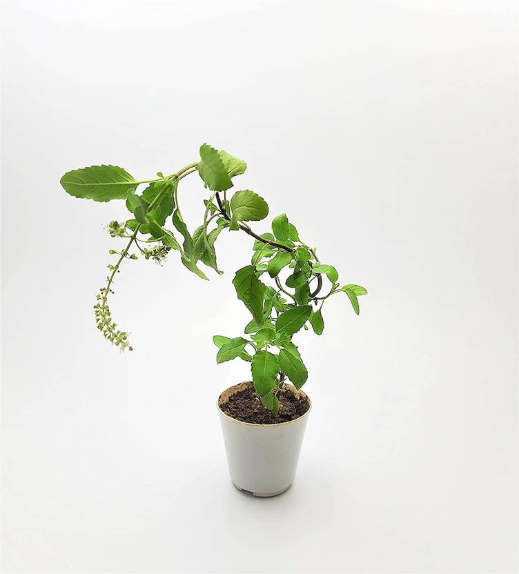 Aywal Krishna Tulsi Seeds/ Shyam Tulsi/ Black Tulsi Holy Basil Seed ...