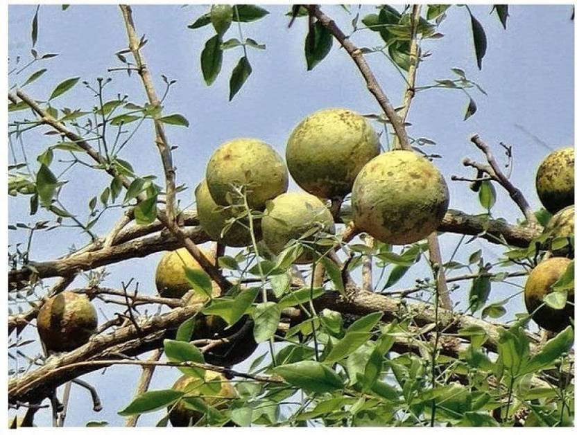 JRYU Bel Patra Fruit Seed Price in India - Buy JRYU Bel Patra Fruit ...
