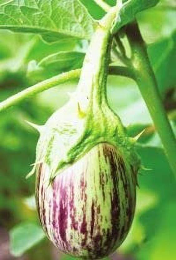 MAA Brinjal Green round, Brinjal, Eggplant Seed Price in India - Buy ...