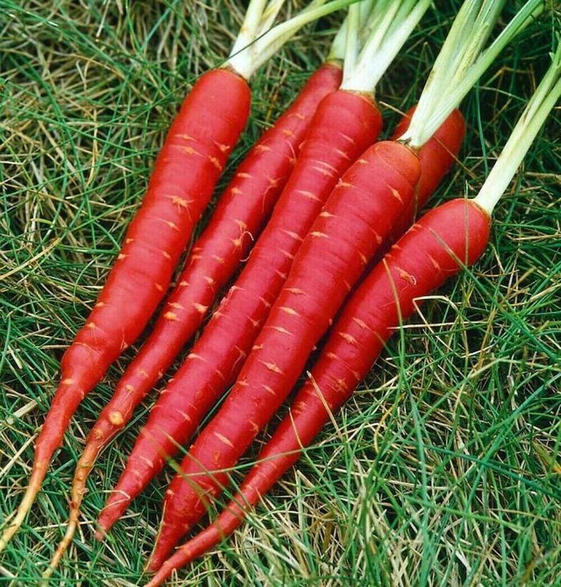Radha Krishna Agriculture Imported Red Carrot Seeds For Home Gardening ...
