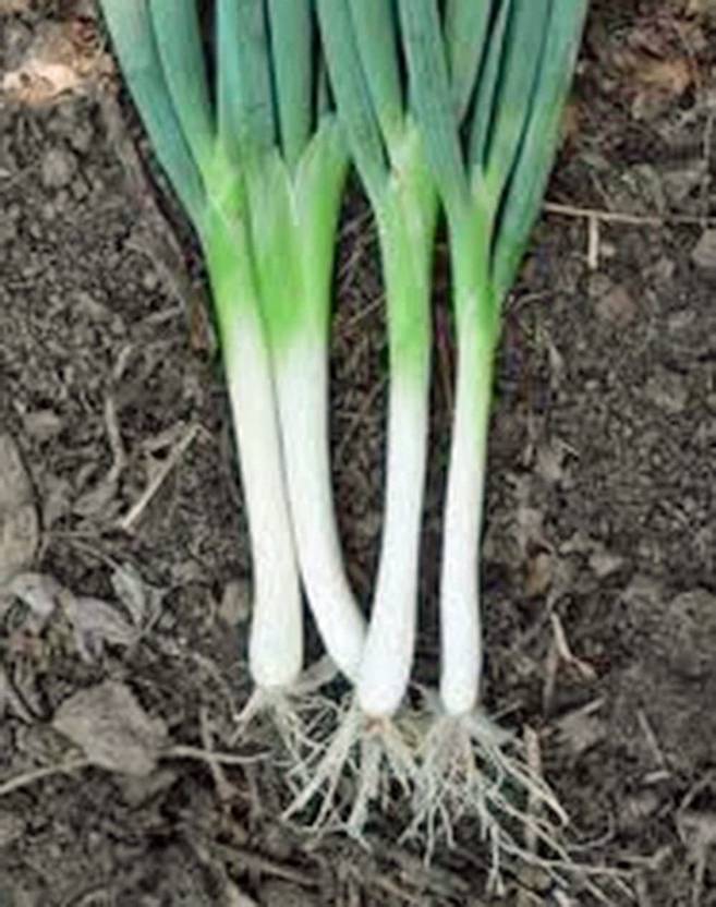 VibeX ® LXI-339 Onion, Tokyo Long White, Scallions Seed Price in India ...