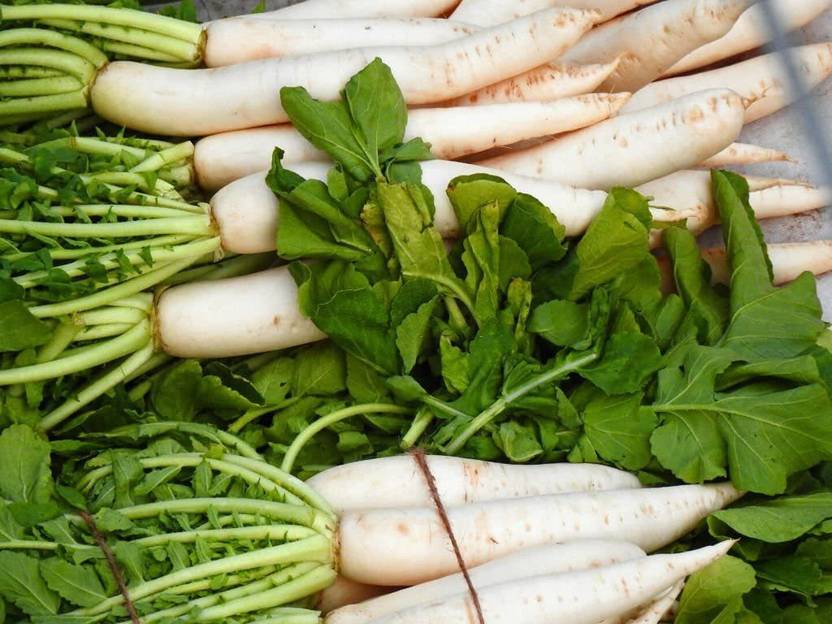 KANAYA Radish Mooli Vegetable(Mooli Ke Beej) Seed Price in India - Buy ...