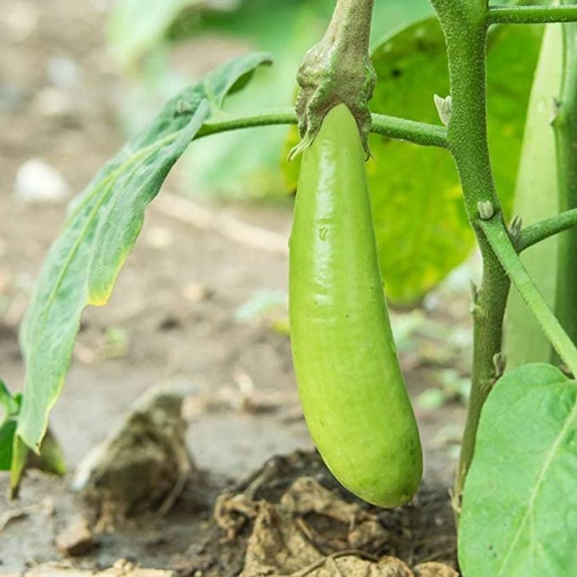 MAA Brinjal Green Long, Brinjal, Eggplant Seed Price in India - Buy MAA ...