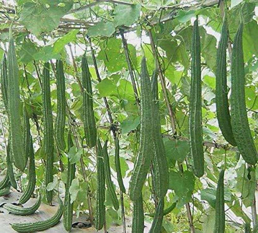 KANAYA Dhari Tori (Ridge Gourd) Hybrid Vegetable Seed Price in India ...
